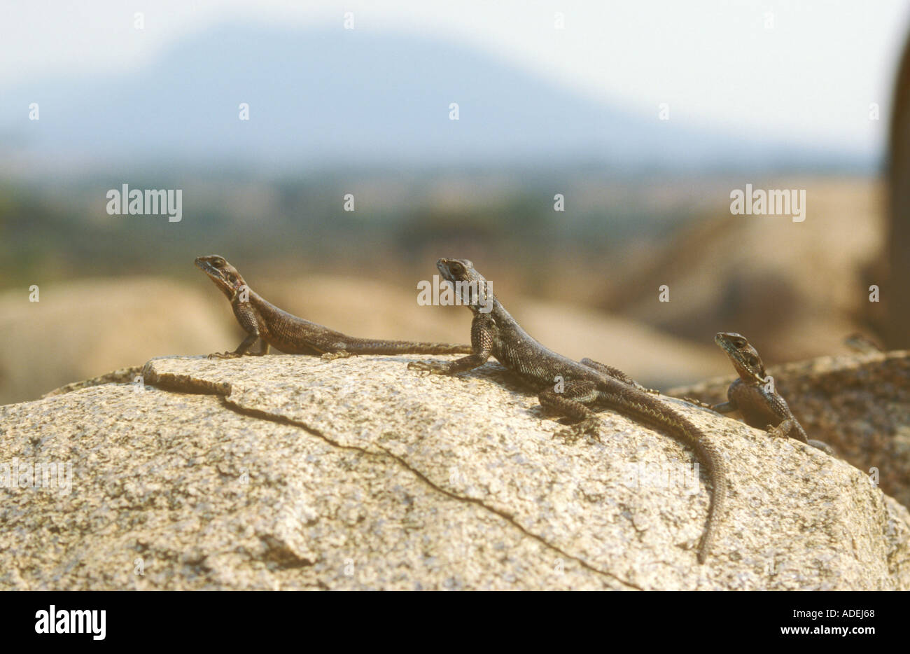 Slim reptile lizard hi-res stock photography and images - Alamy