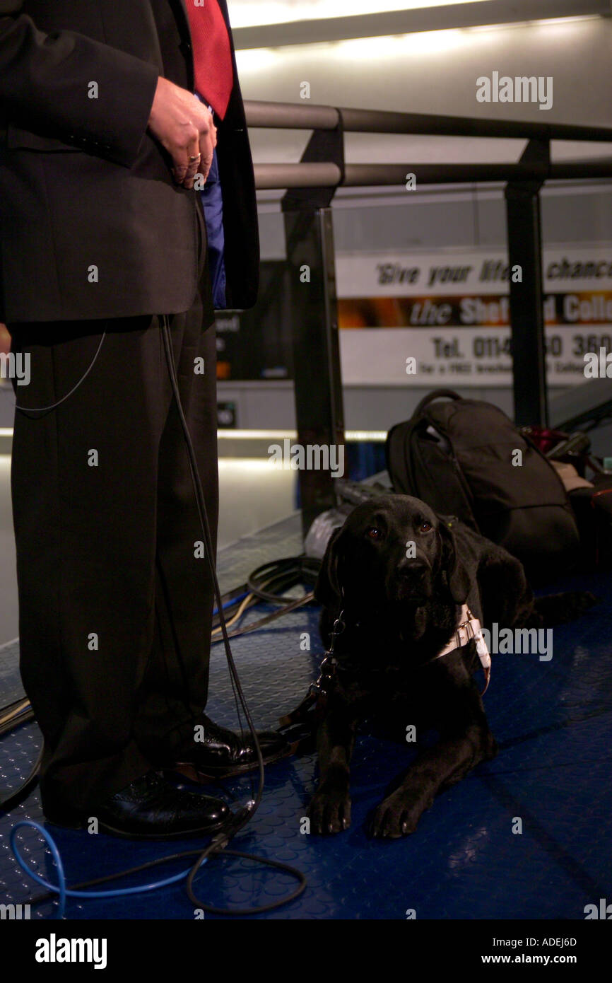 Blunkett guide dog hi-res stock photography and images - Alamy