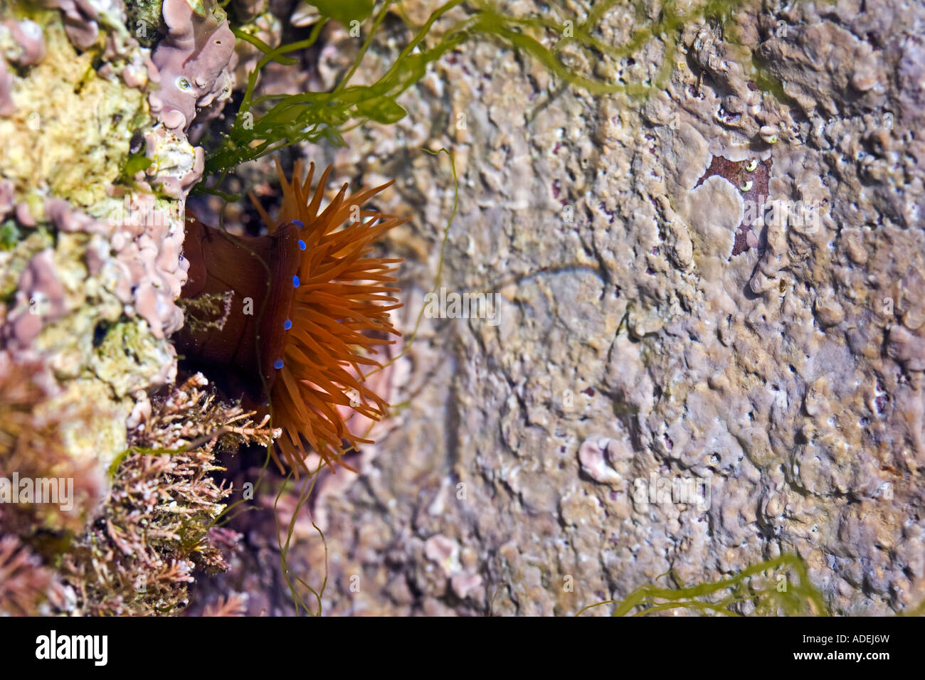 Actinia equina, beadlet anemone in a Cornish rockpool Stock Photo - Alamy