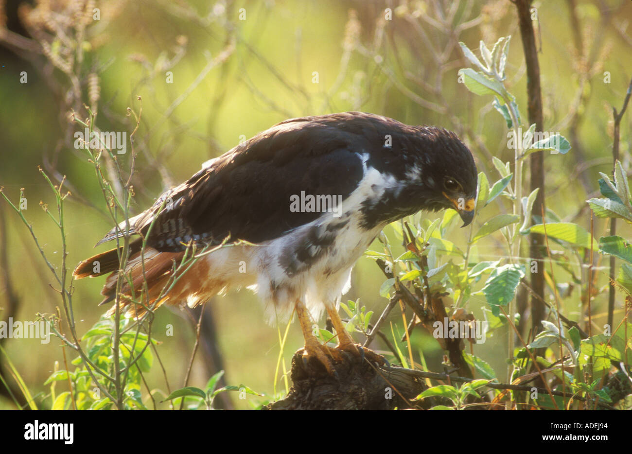 Common Buzzard Feet High Resolution Stock Photography and Images - Alamy