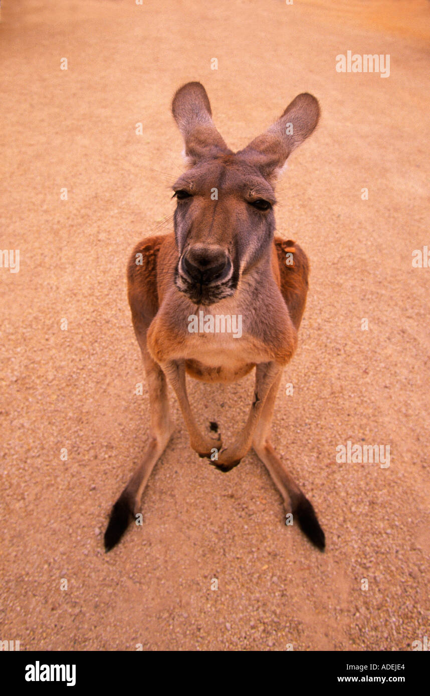 Tame kangaroo hi-res stock photography and images - Alamy