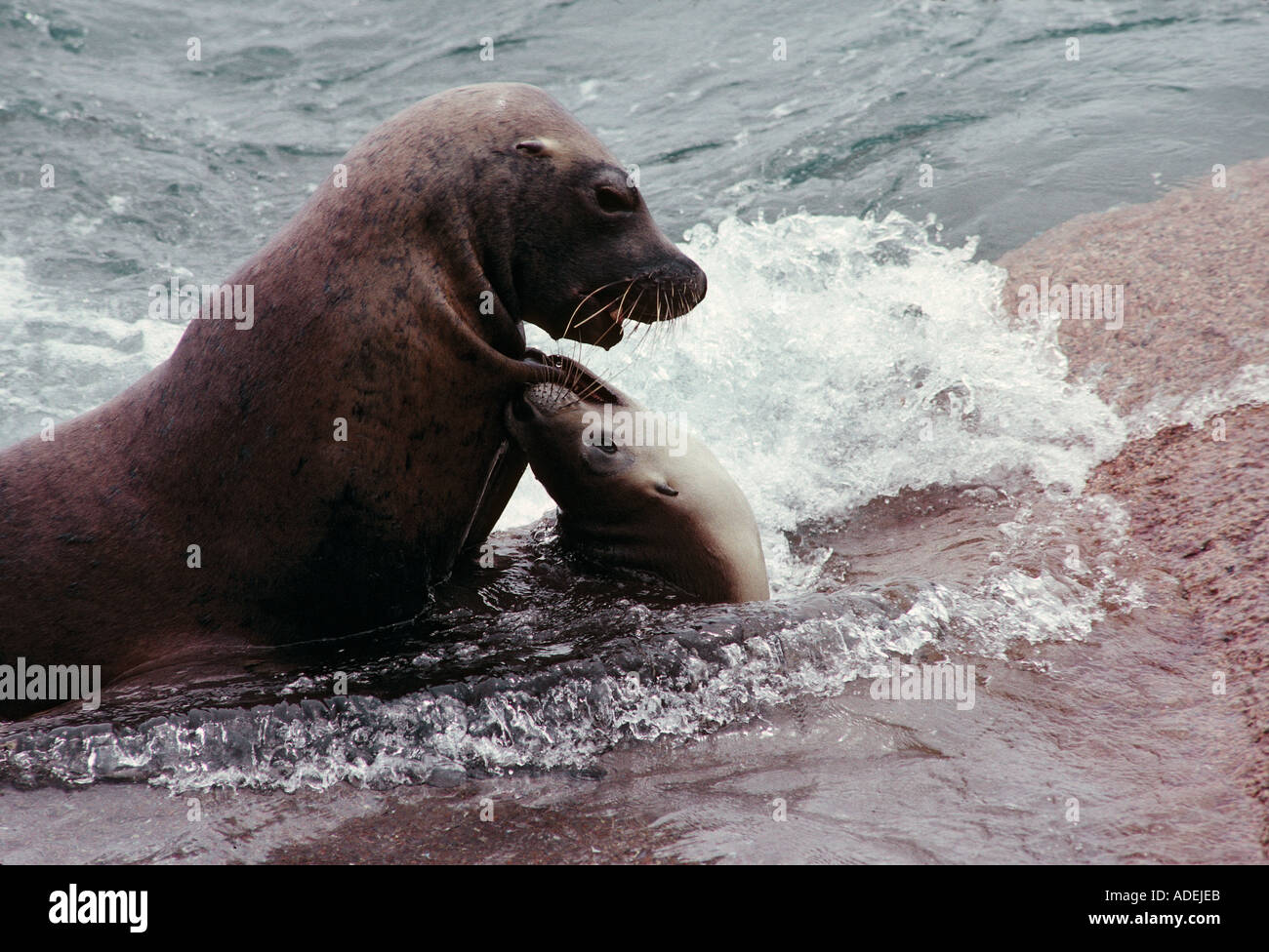Labatt hi-res stock photography and images - Alamy