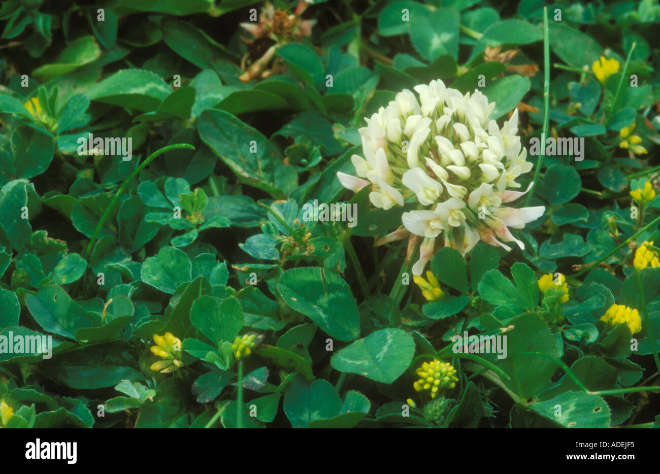 Black medick hi-res stock photography and images - Alamy