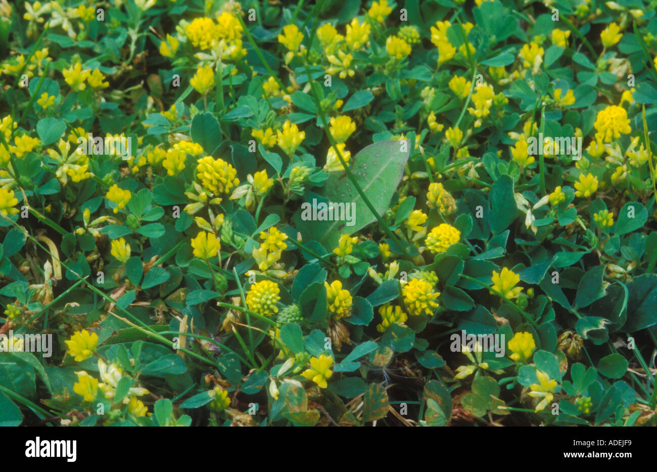 Small medick hi-res stock photography and images - Alamy