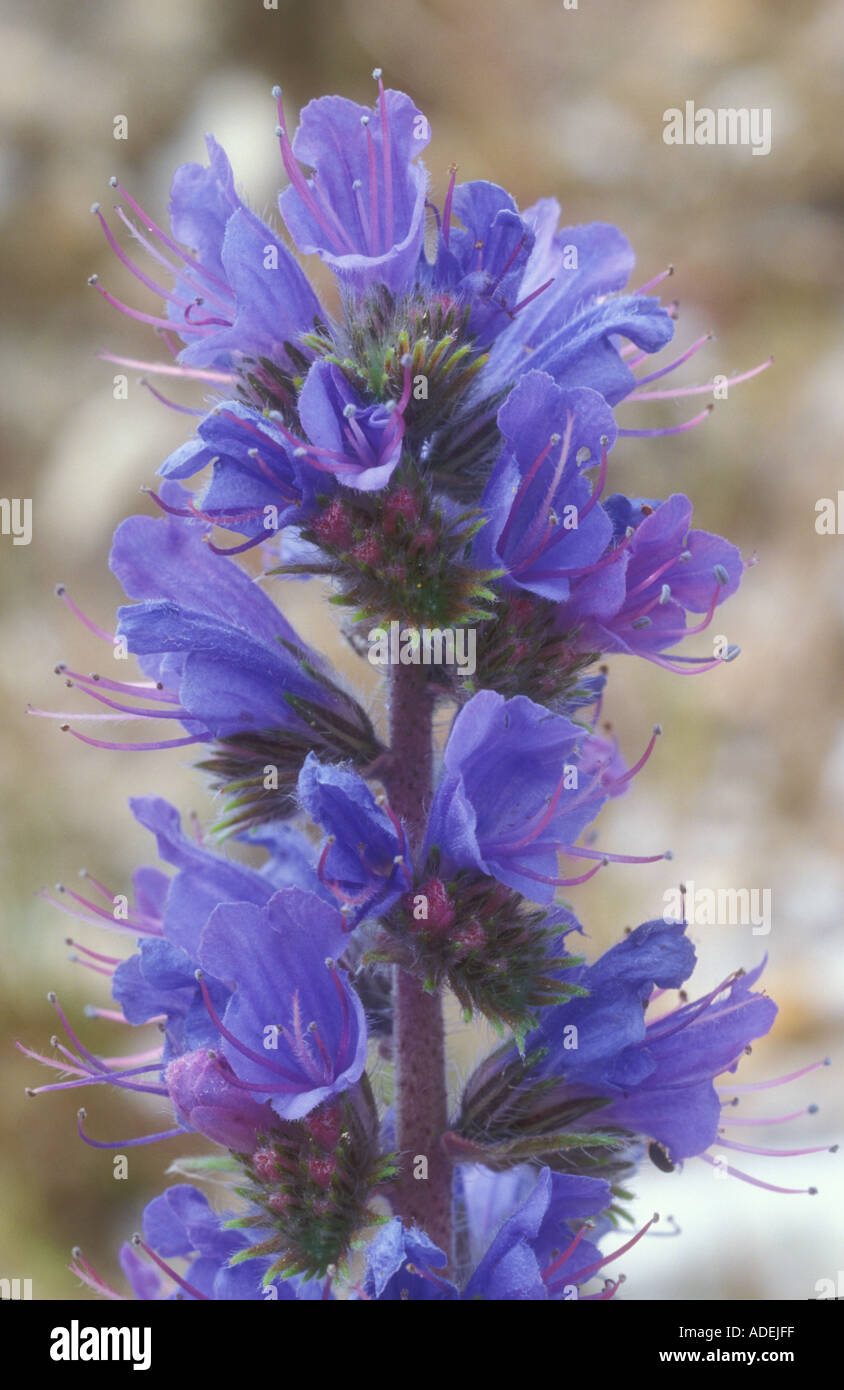 Purple viper s bugloss hi-res stock photography and images - Alamy