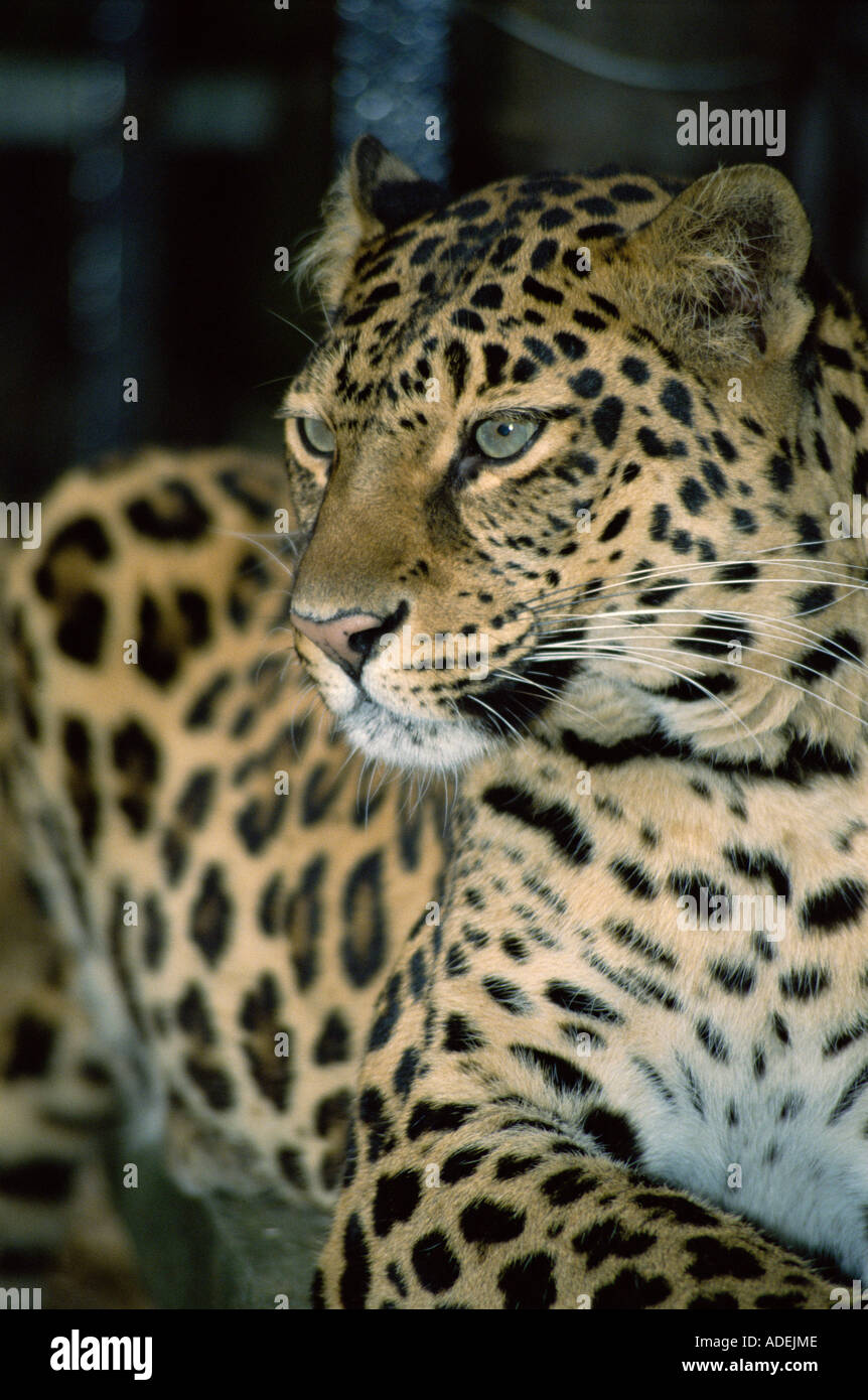 Photograph leopard hi-res stock photography and images - Alamy