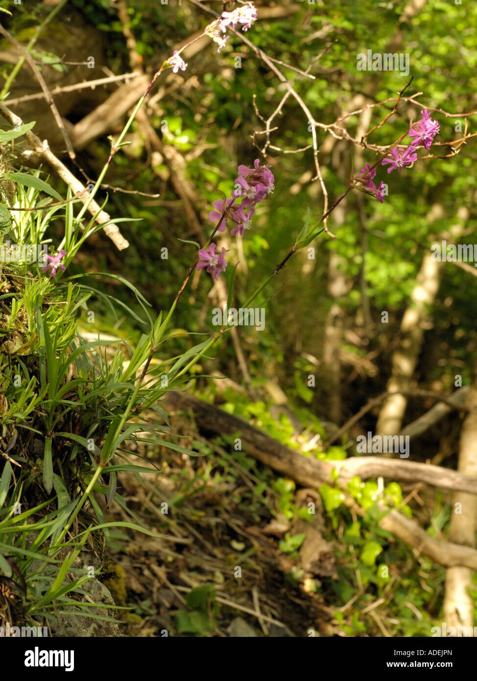 Sticky catchfly silene viscaria hi-res stock photography and images - Alamy