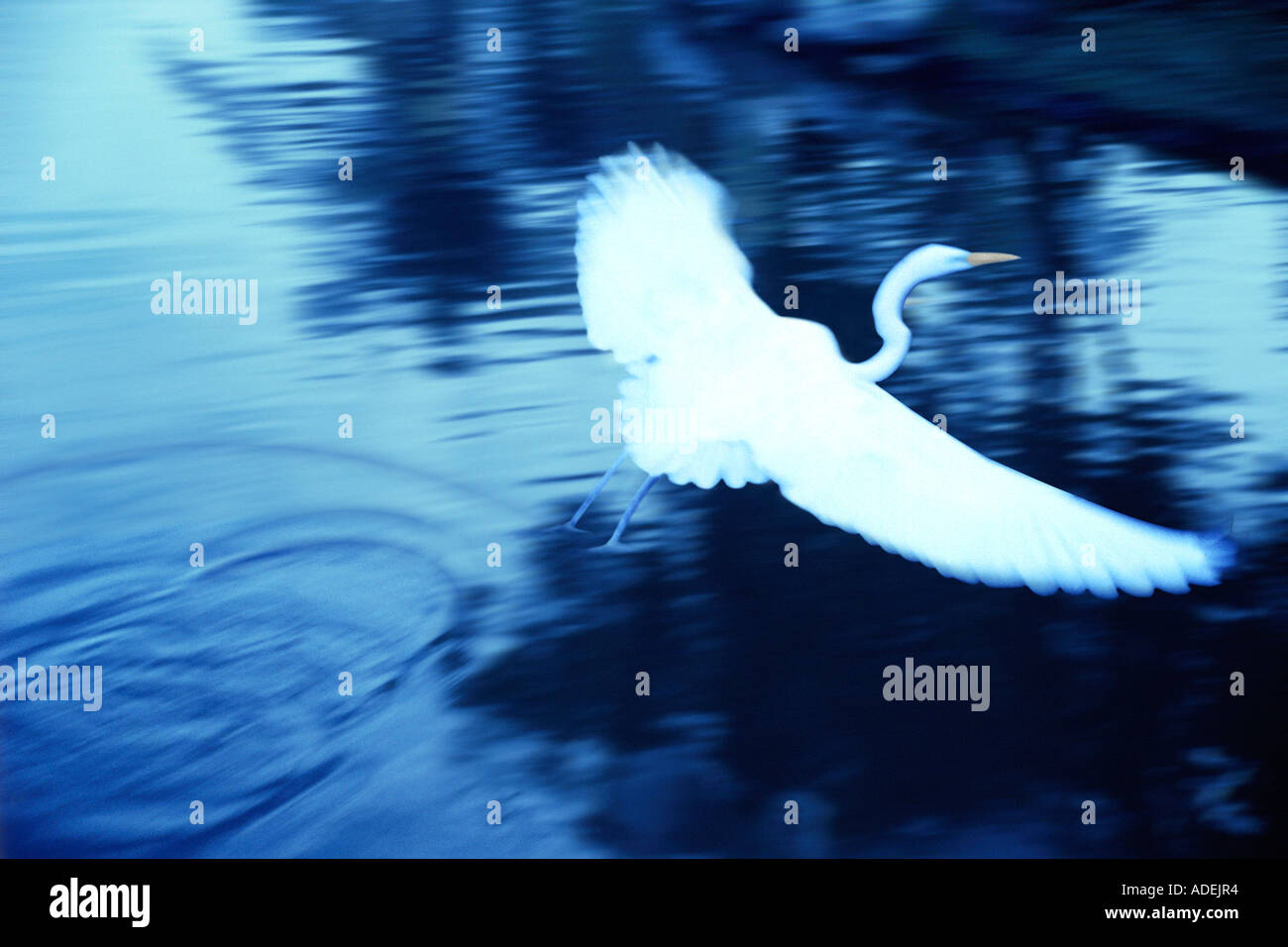 Wildlife. Bird. Egret flying Stock Photo - Alamy
