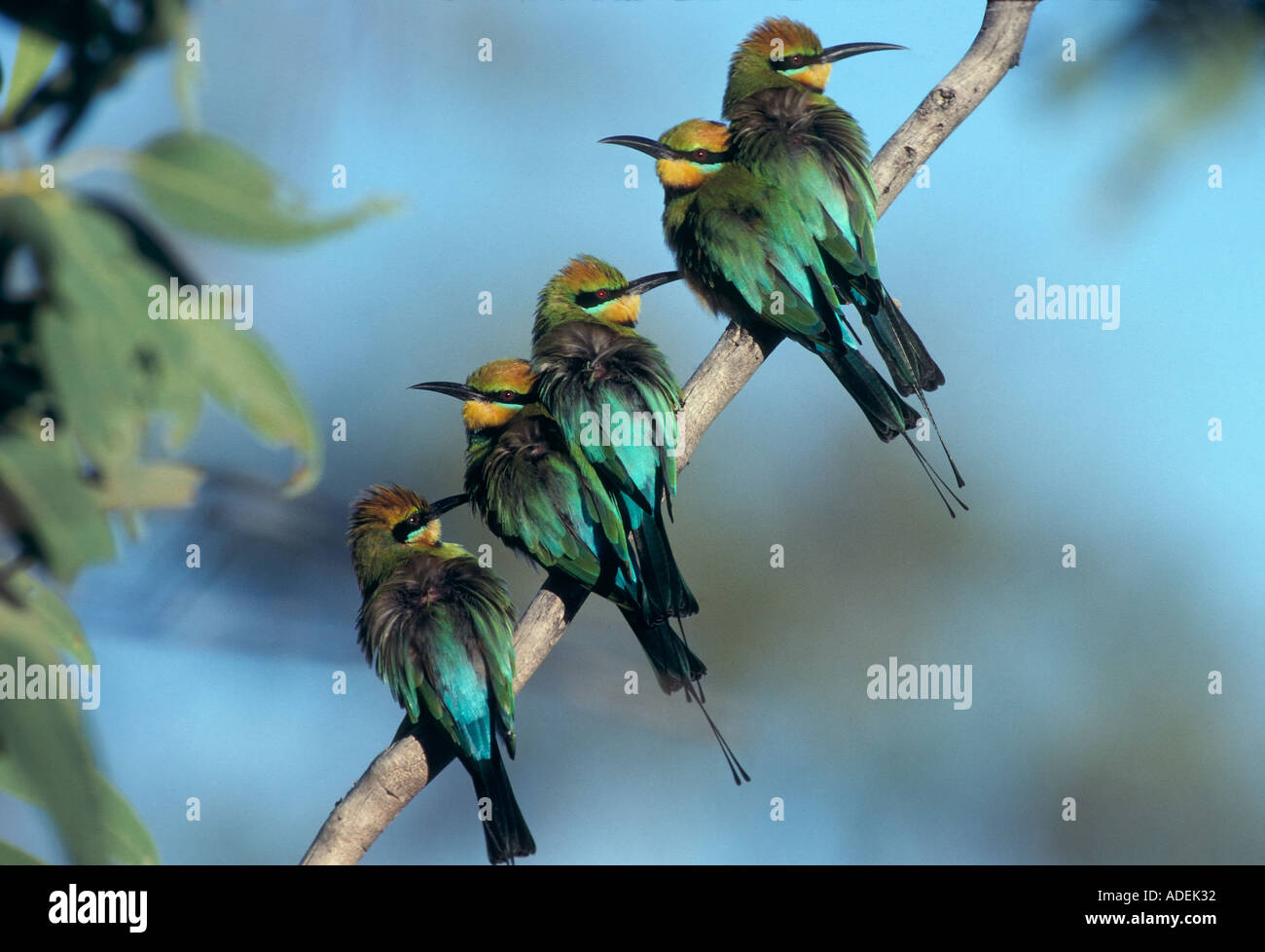 “Rainbow bee eaters” Australia Stock Photo - Alamy