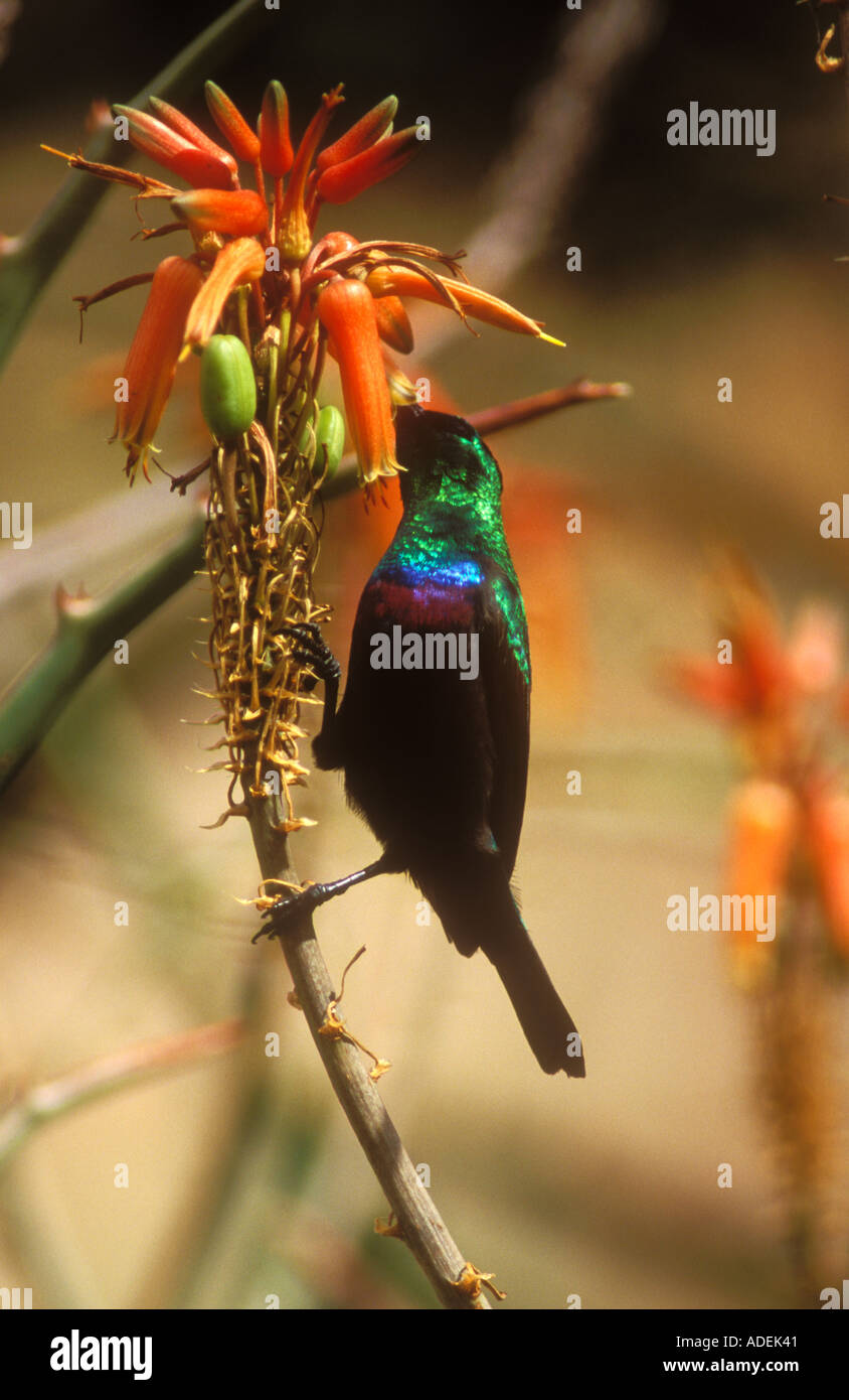Marico sunbird hi-res stock photography and images - Alamy