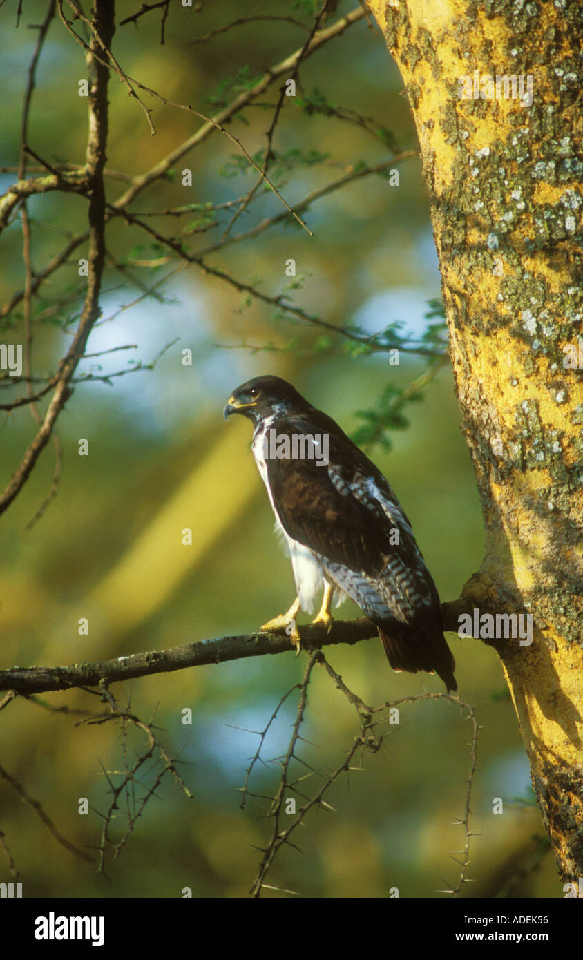 Common buzzard feet hi-res stock photography and images - Alamy