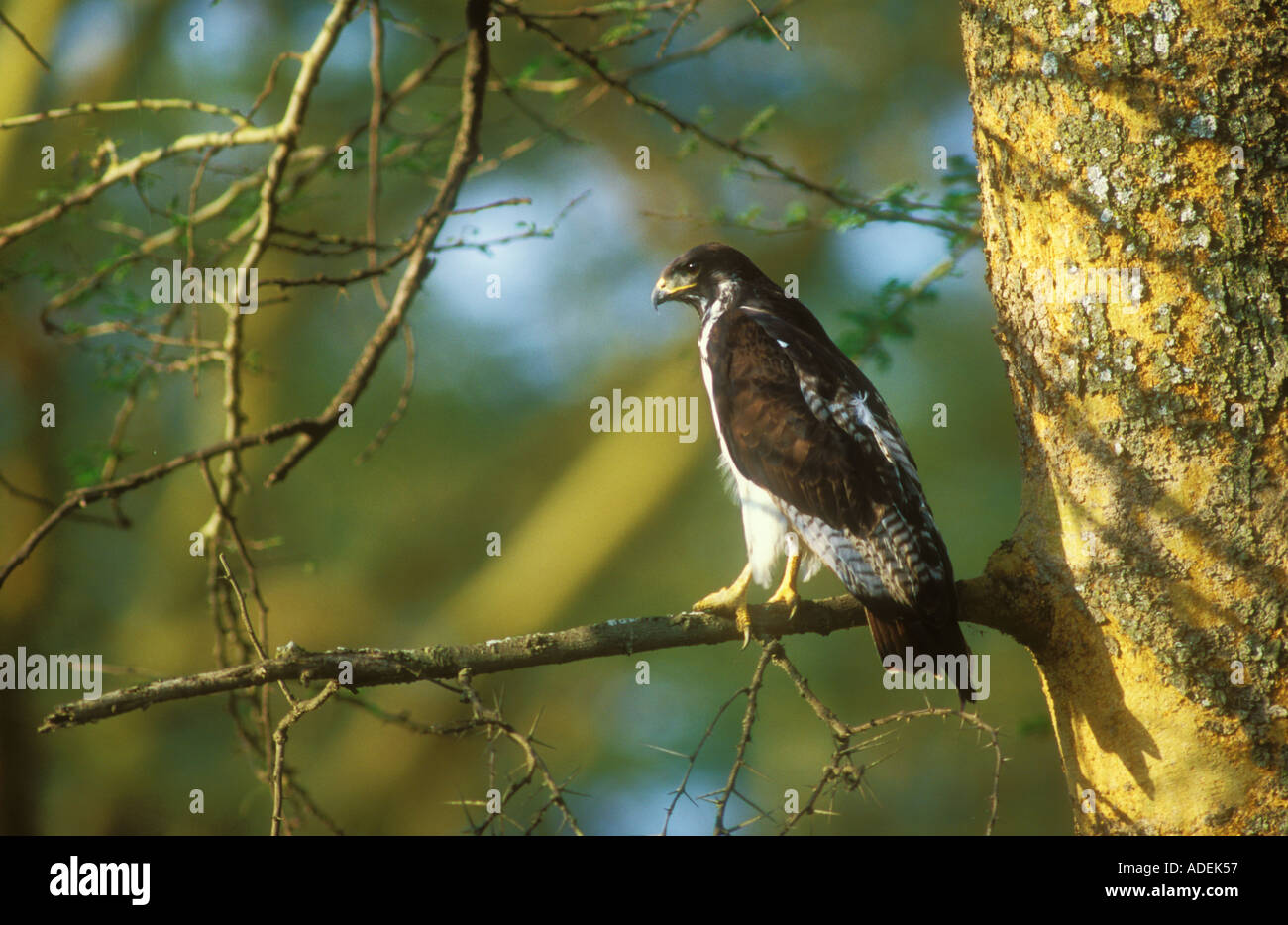 Common Buzzard Feet High Resolution Stock Photography and Images - Alamy