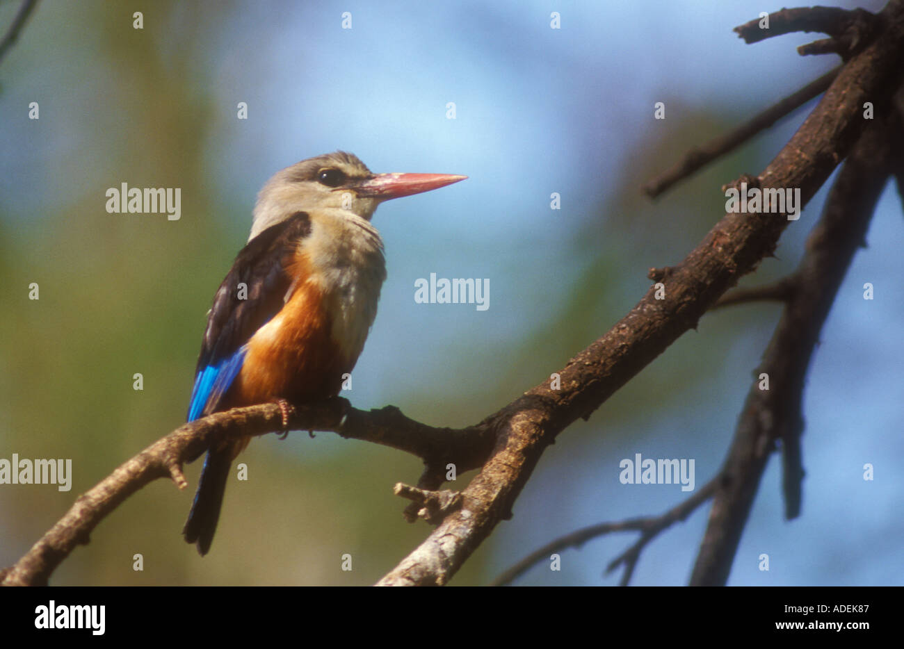 Grey headed kingfisher in its environment hi-res stock photography and ...