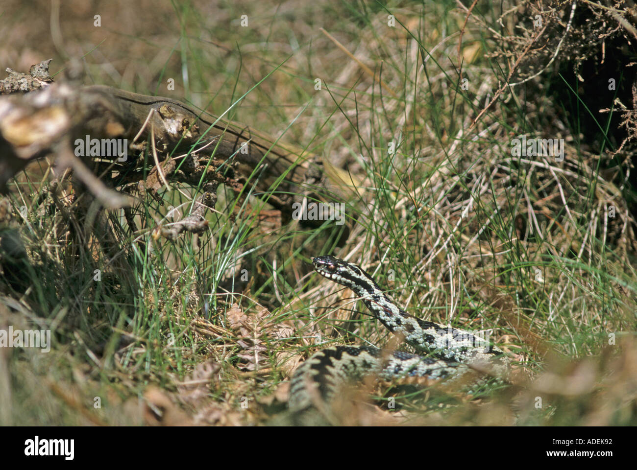 Adder male basking in spring SHOWING HABITAT Stock Photo - Alamy