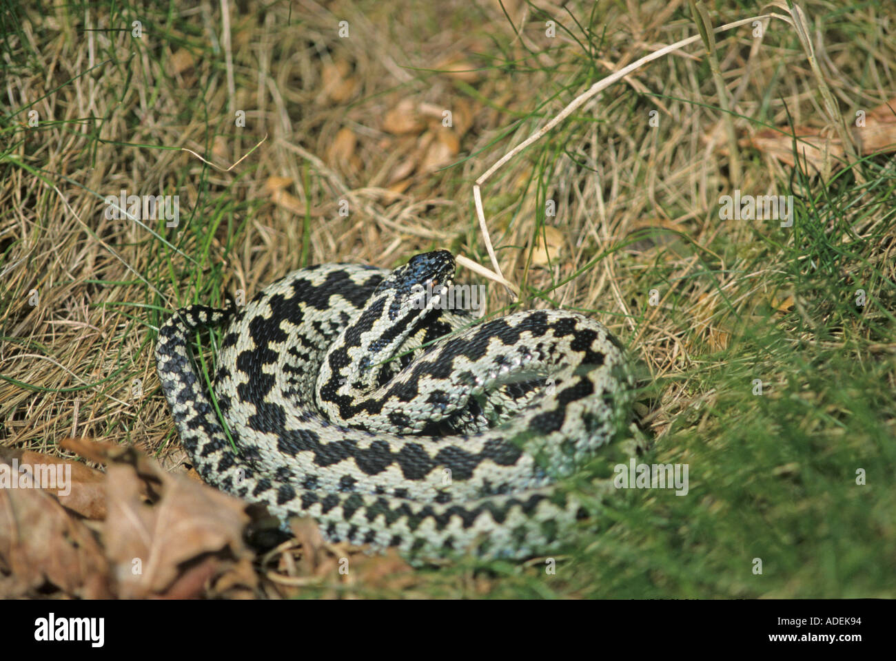 Adder uk bite hi-res stock photography and images - Alamy