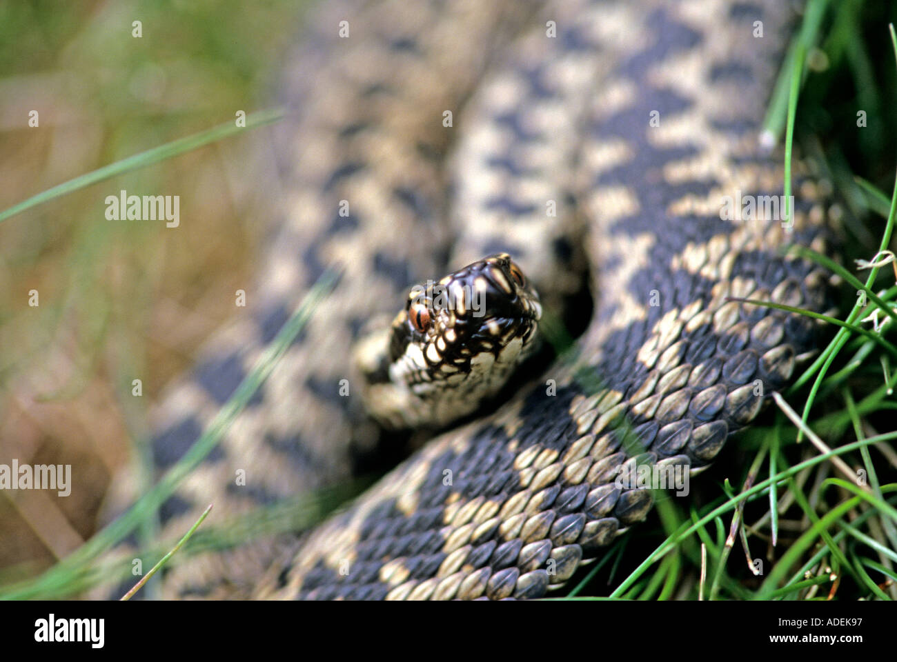 Adder uk bite hi-res stock photography and images - Alamy