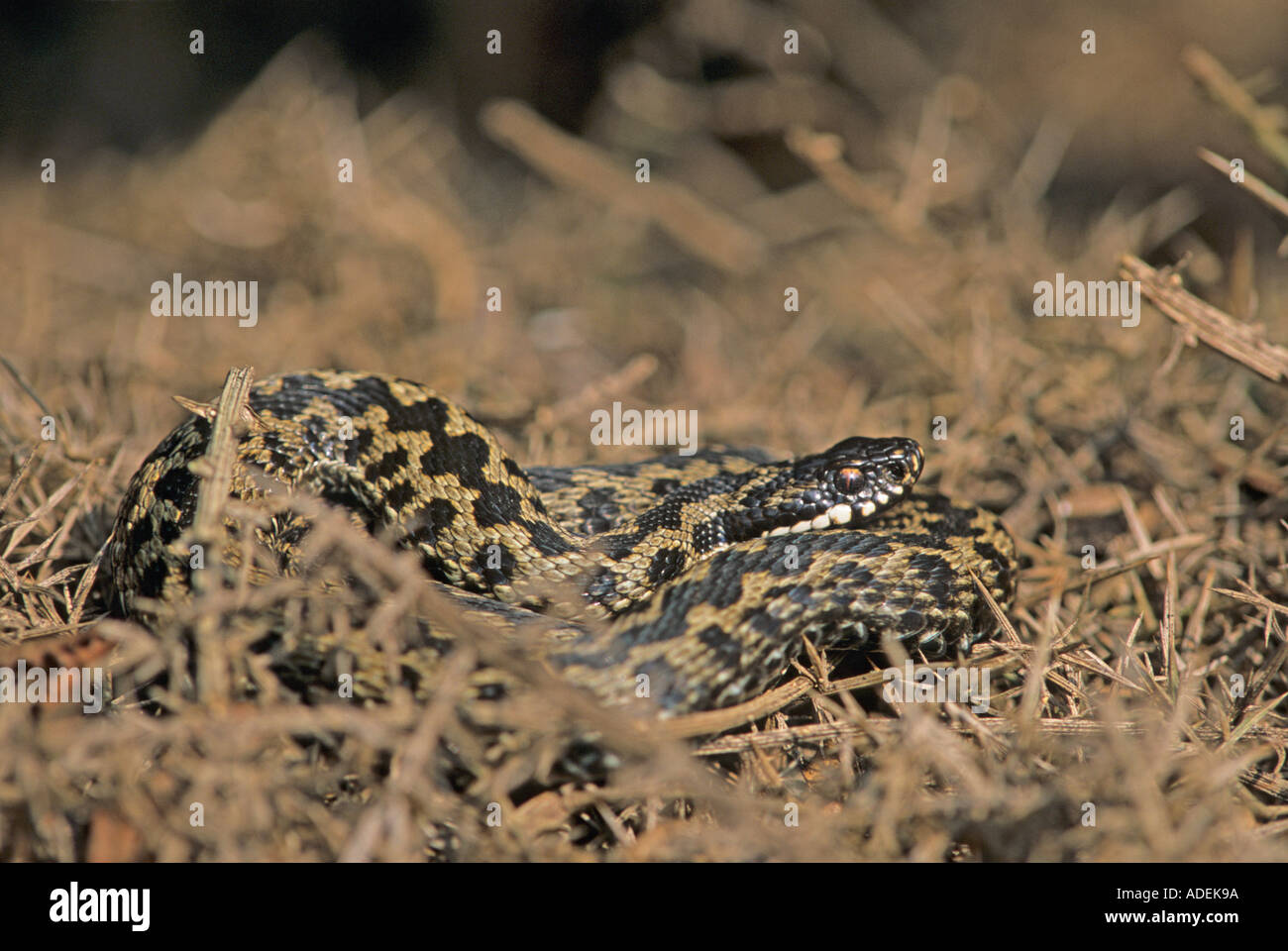 Adder uk bite hi-res stock photography and images - Alamy