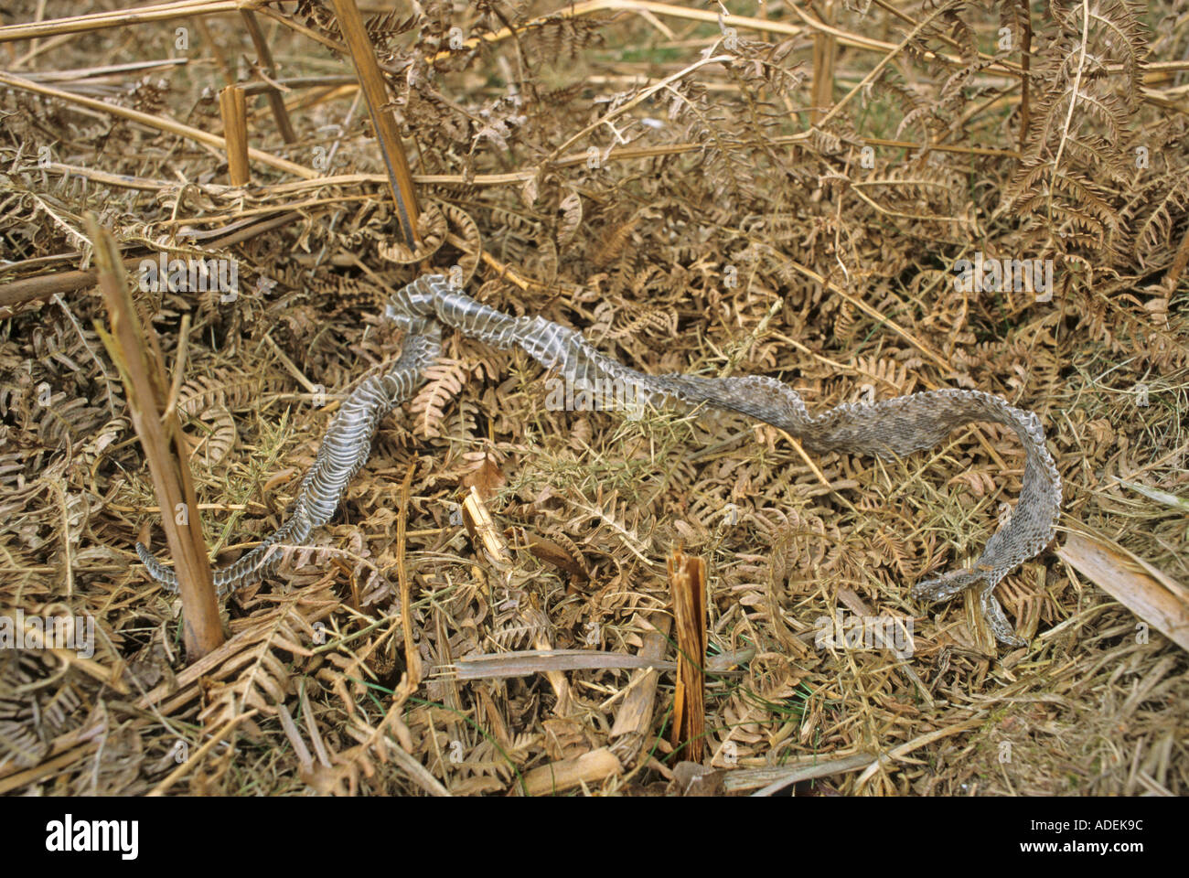 Adder skin discarded amongst bracken Stock Photo - Alamy