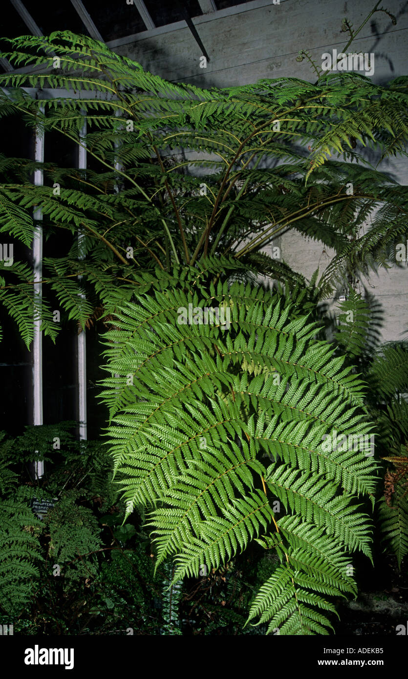 Chelsea garden hi-res stock photography and images - Alamy