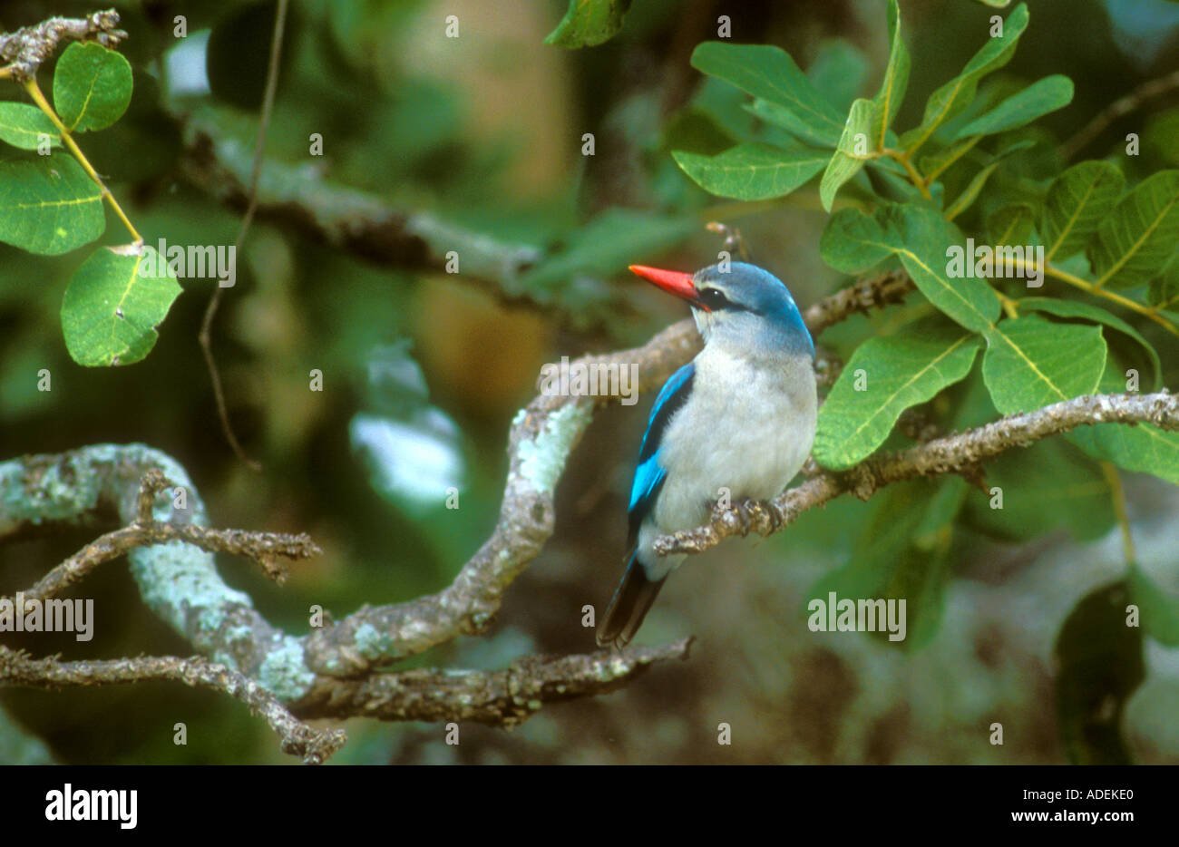 Kingfisher standing on tree hi-res stock photography and images - Alamy