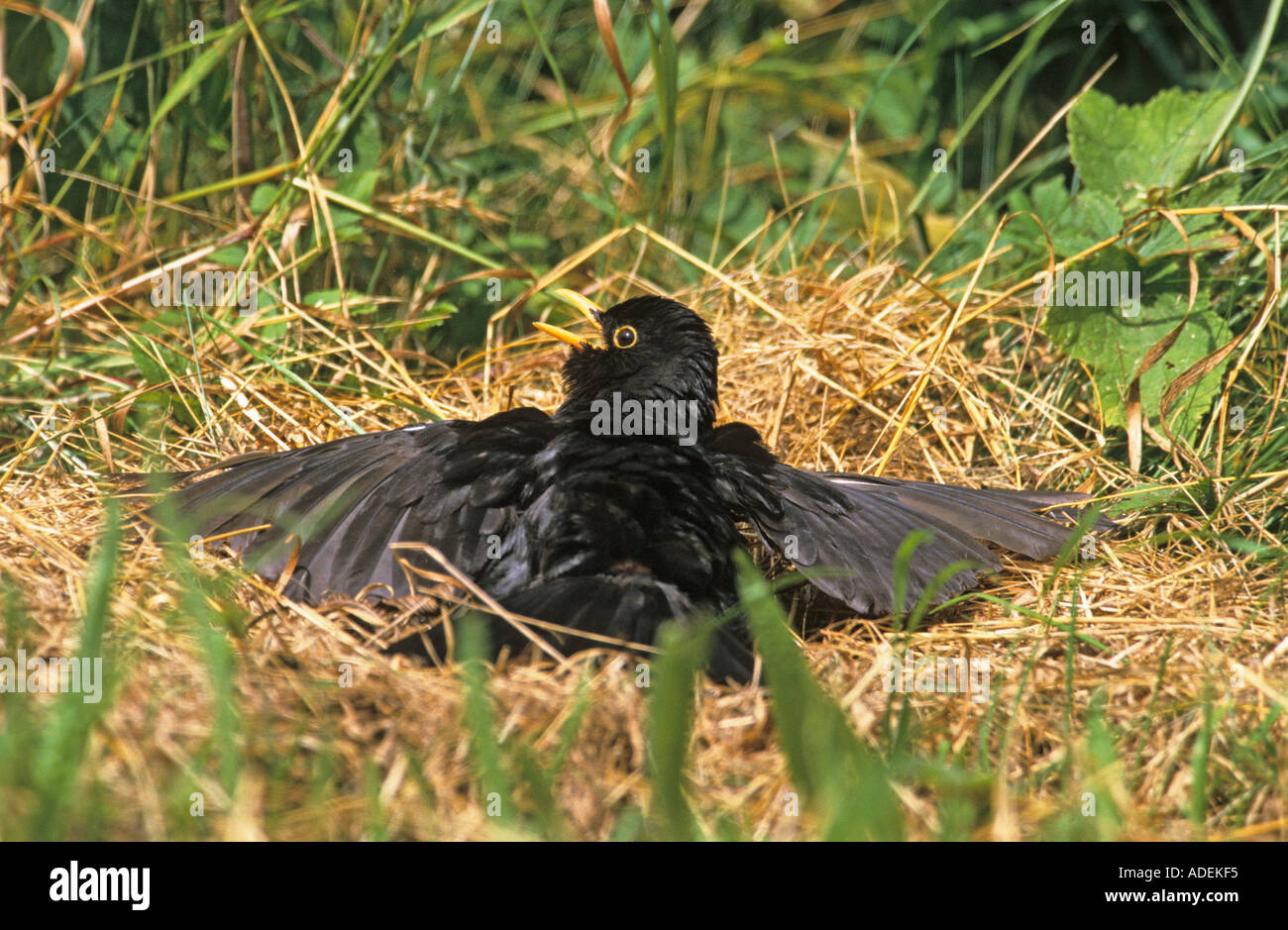 Blackbird male sunning by hedgerow UK Stock Photo - Alamy