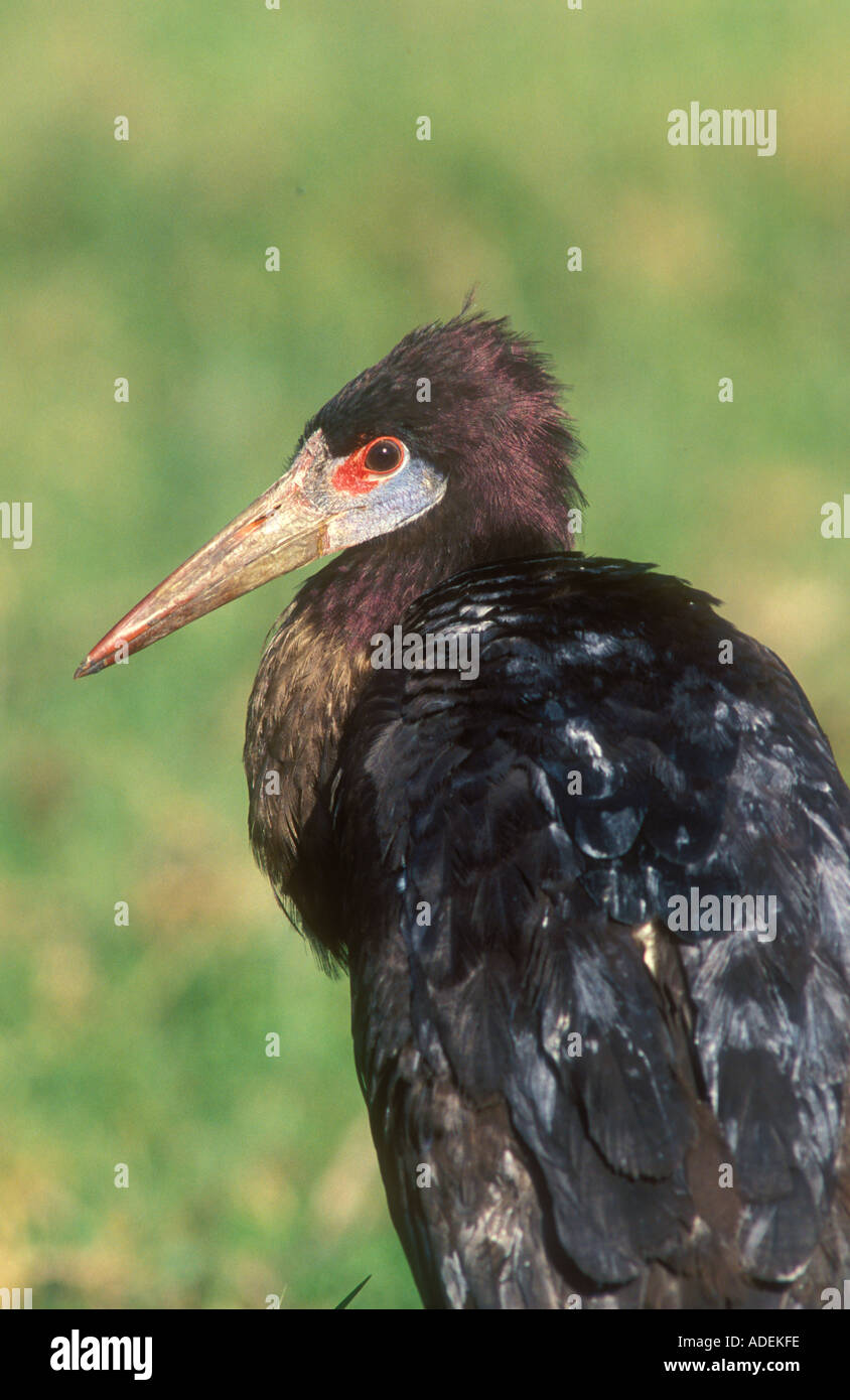 Abdim stork hi-res stock photography and images - Alamy