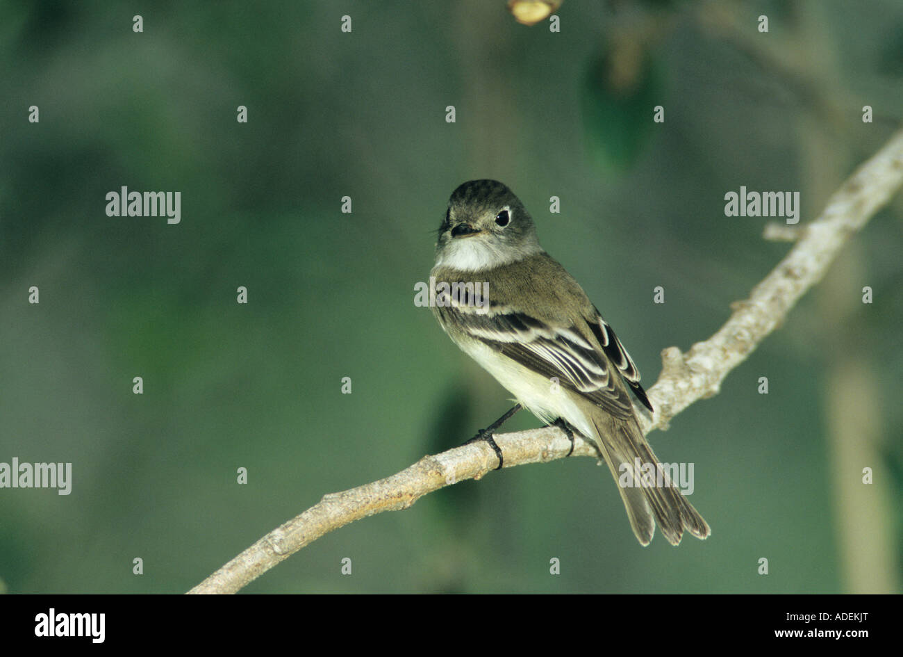 Flycatcher empidonax wildlife hi-res stock photography and images - Alamy
