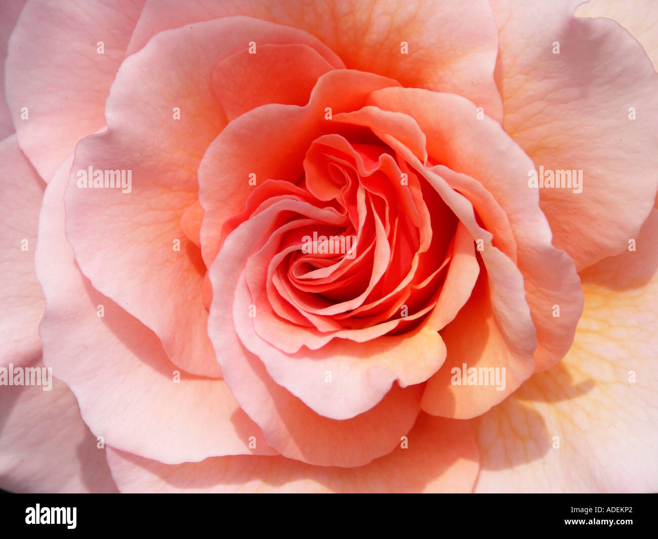 Perfect photograph hi-res stock photography and images - Alamy