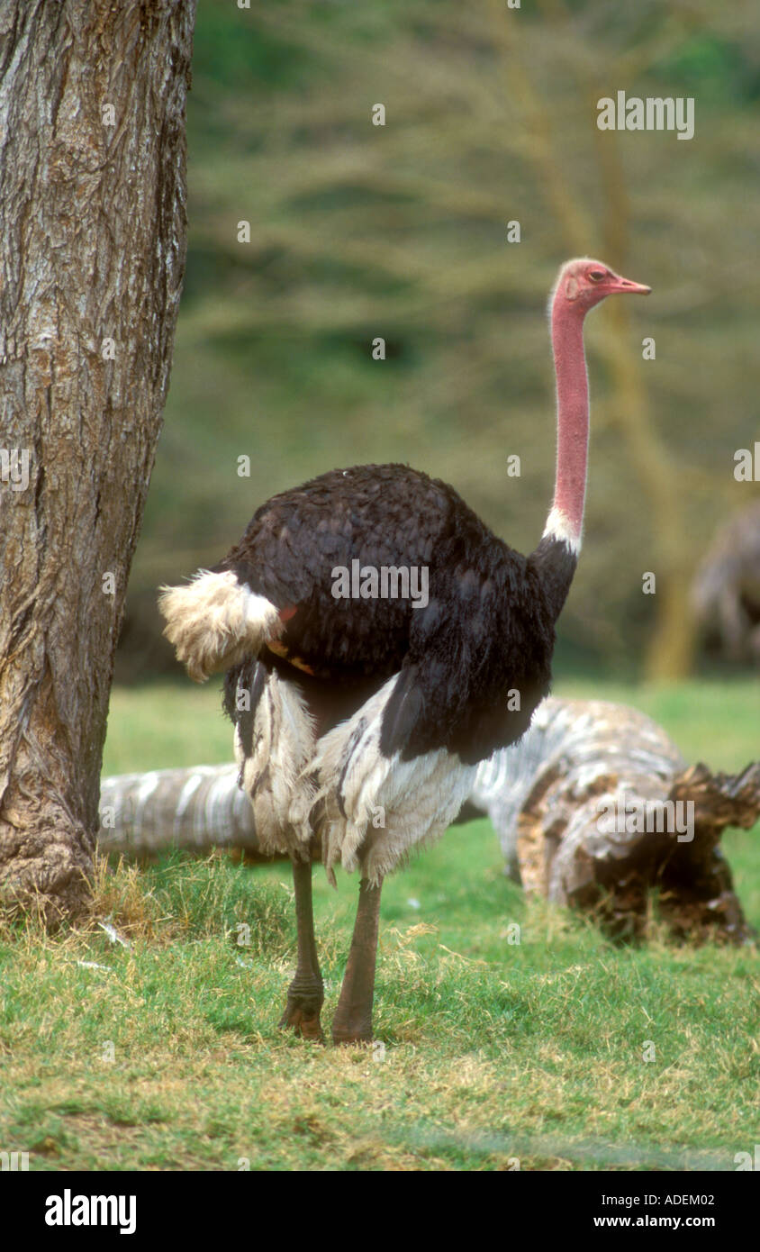 Male Common Ostrich Stock Photo - Alamy