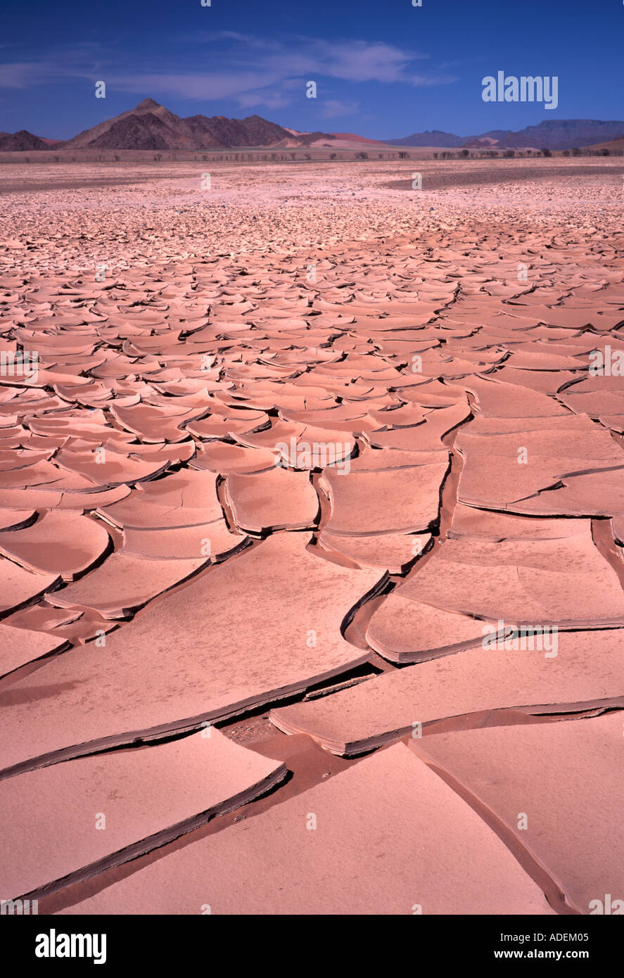 Namib desert after rain hi-res stock photography and images - Alamy