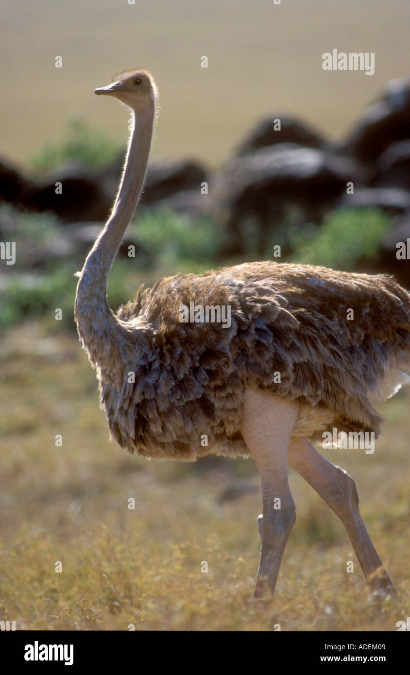 Female Common Ostrich Stock Photo - Alamy