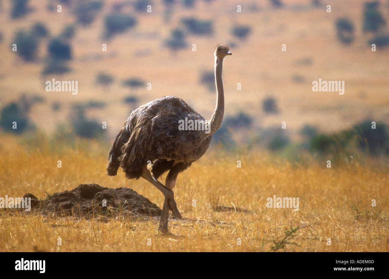 Female Common Ostrich Stock Photo - Alamy