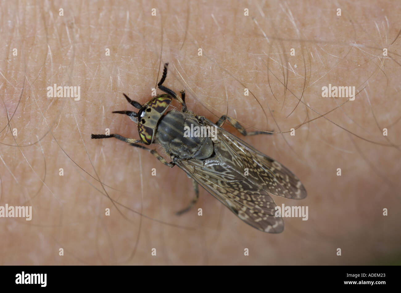 Cleg fly on human skin Stock Photo - Alamy