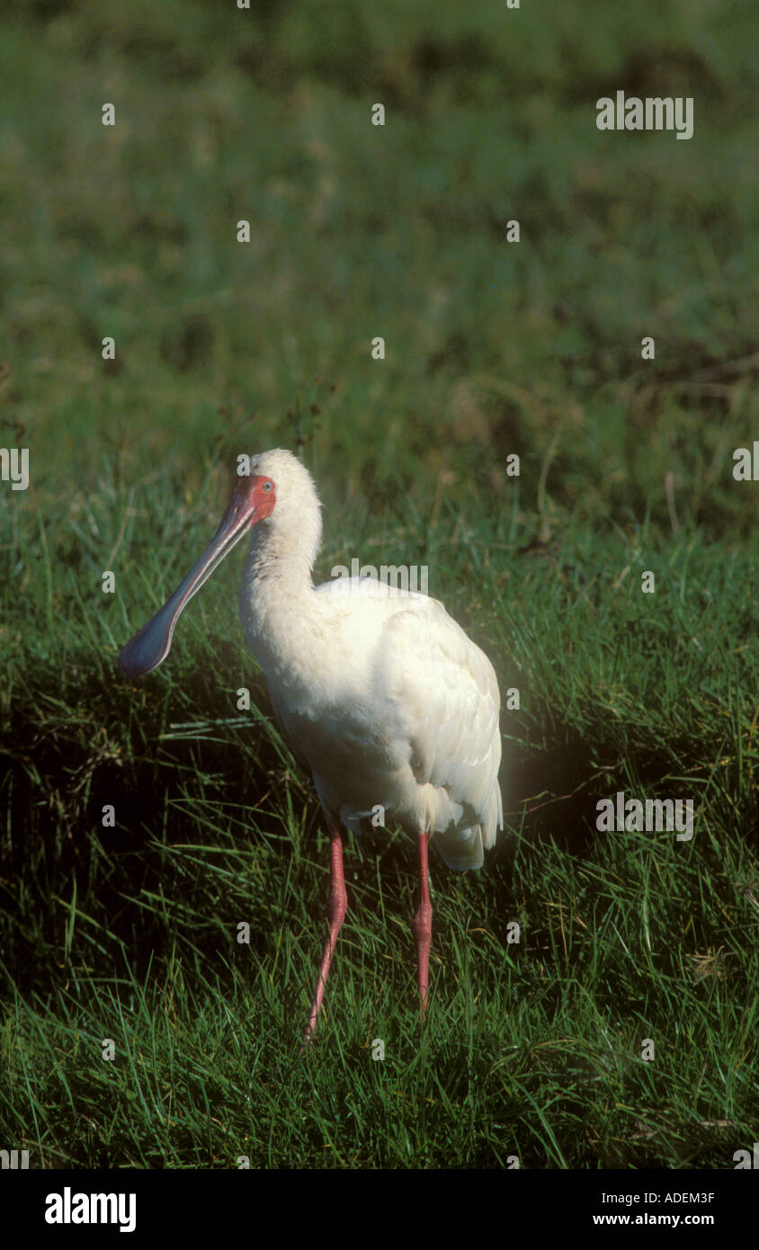 African spoonbill platalea alba single hi-res stock photography and ...