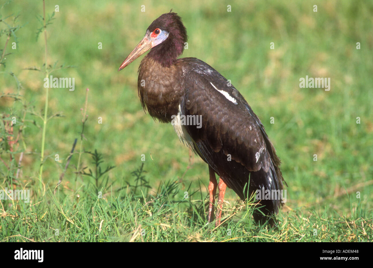 Abdim’s stork hi-res stock photography and images - Alamy