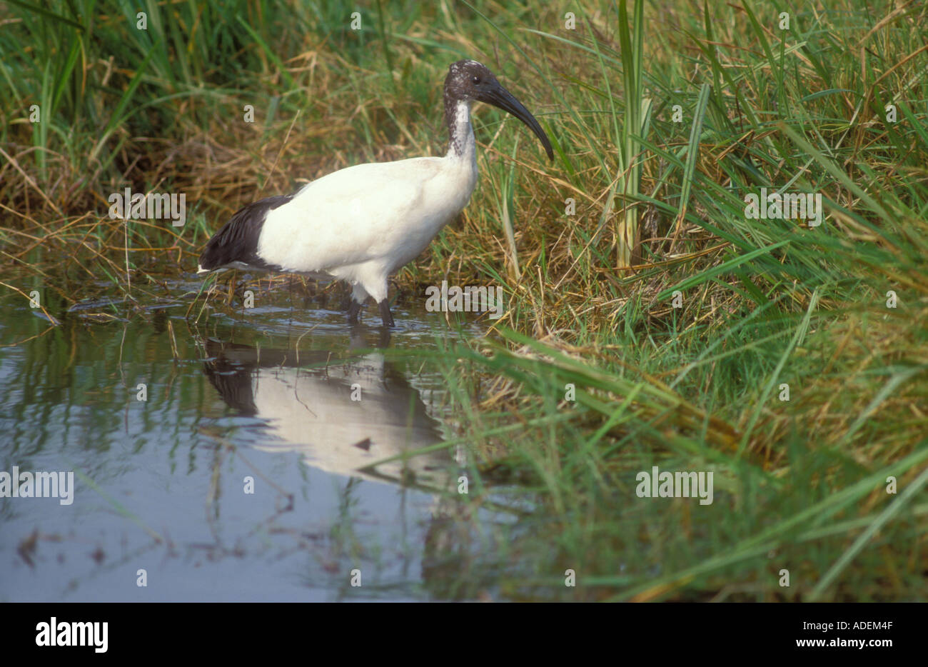 Sacred ibis common bird hi-res stock photography and images - Alamy