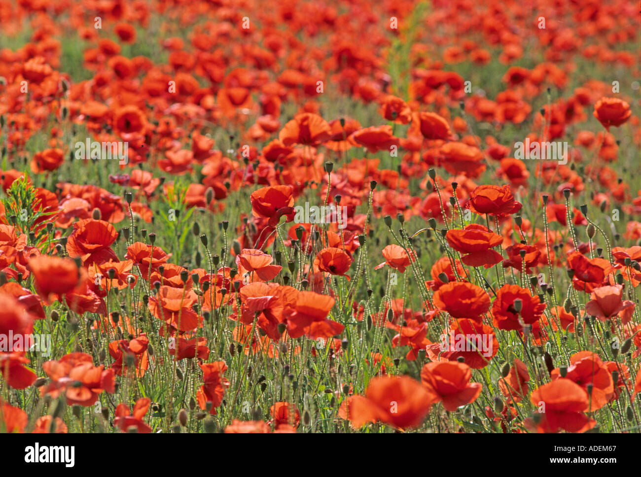 Poppy land, norfolk hi-res stock photography and images - Alamy