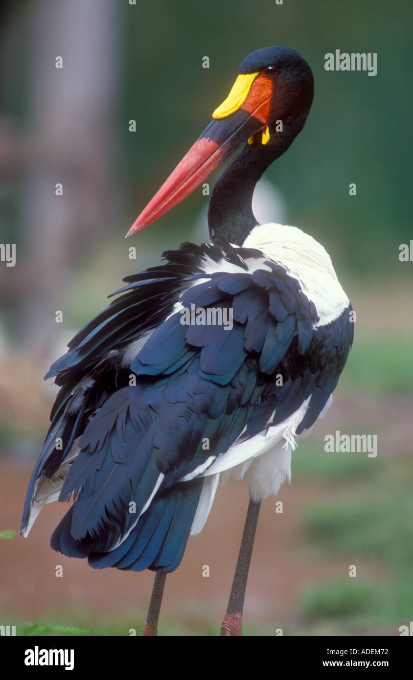 Saddle billed Stork looking immaculate Stock Photo - Alamy