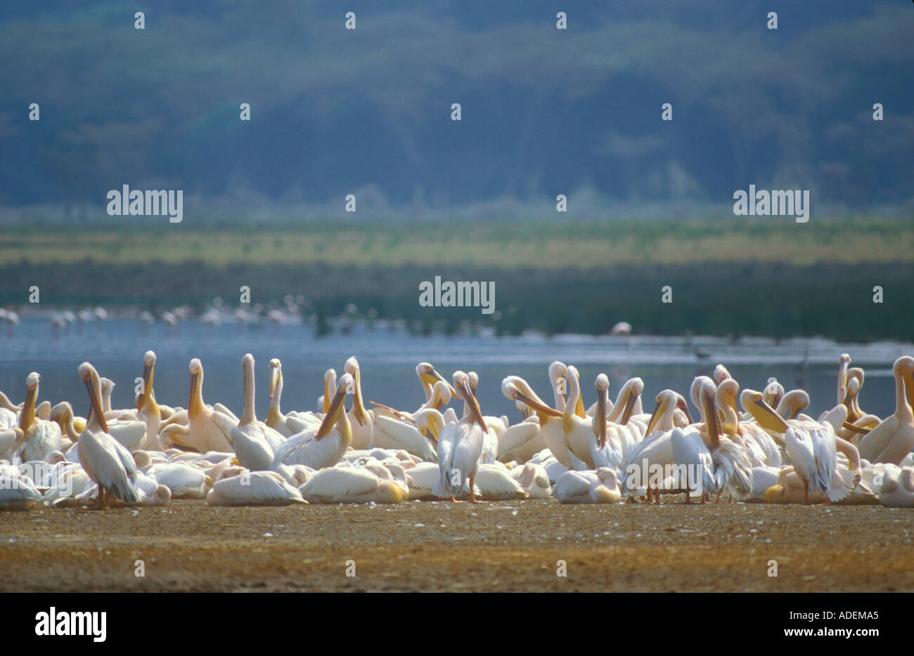 Great White Pelicans gathered together to preen and roost Stock Photo ...