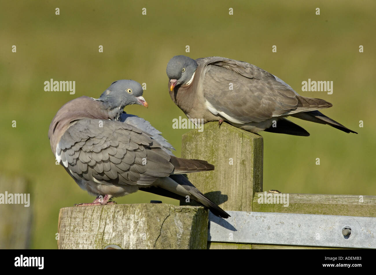 Wood pigeons pair on gate Stock Photo - Alamy
