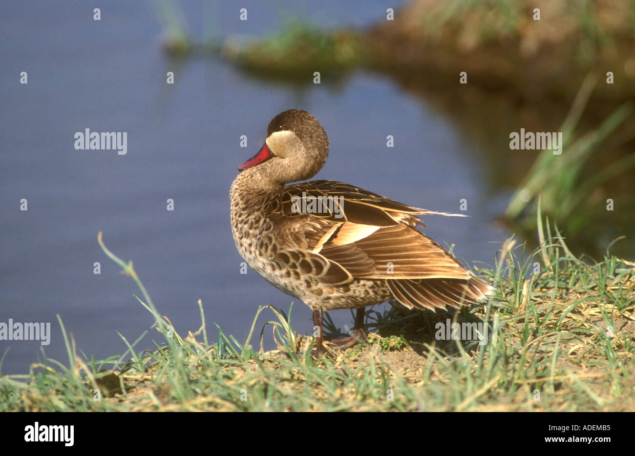 Heavy looking duck hi-res stock photography and images - Alamy