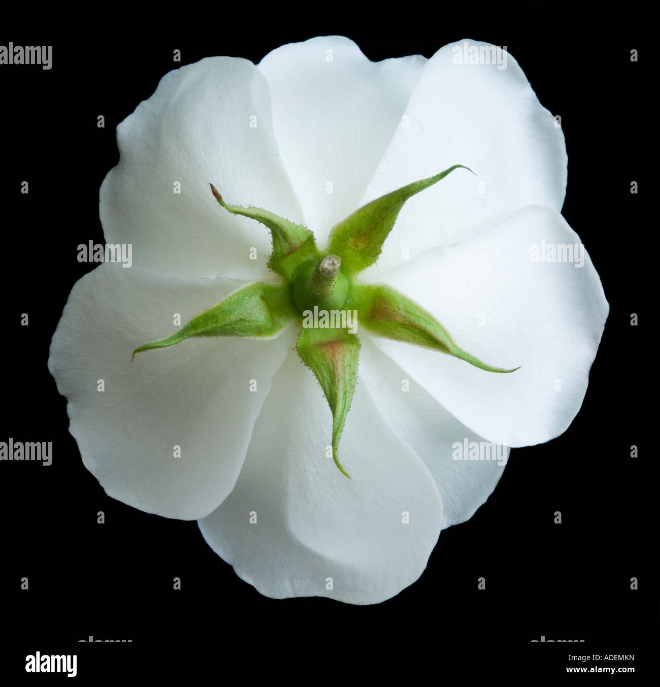 Scattering roses hi-res stock photography and images - Alamy