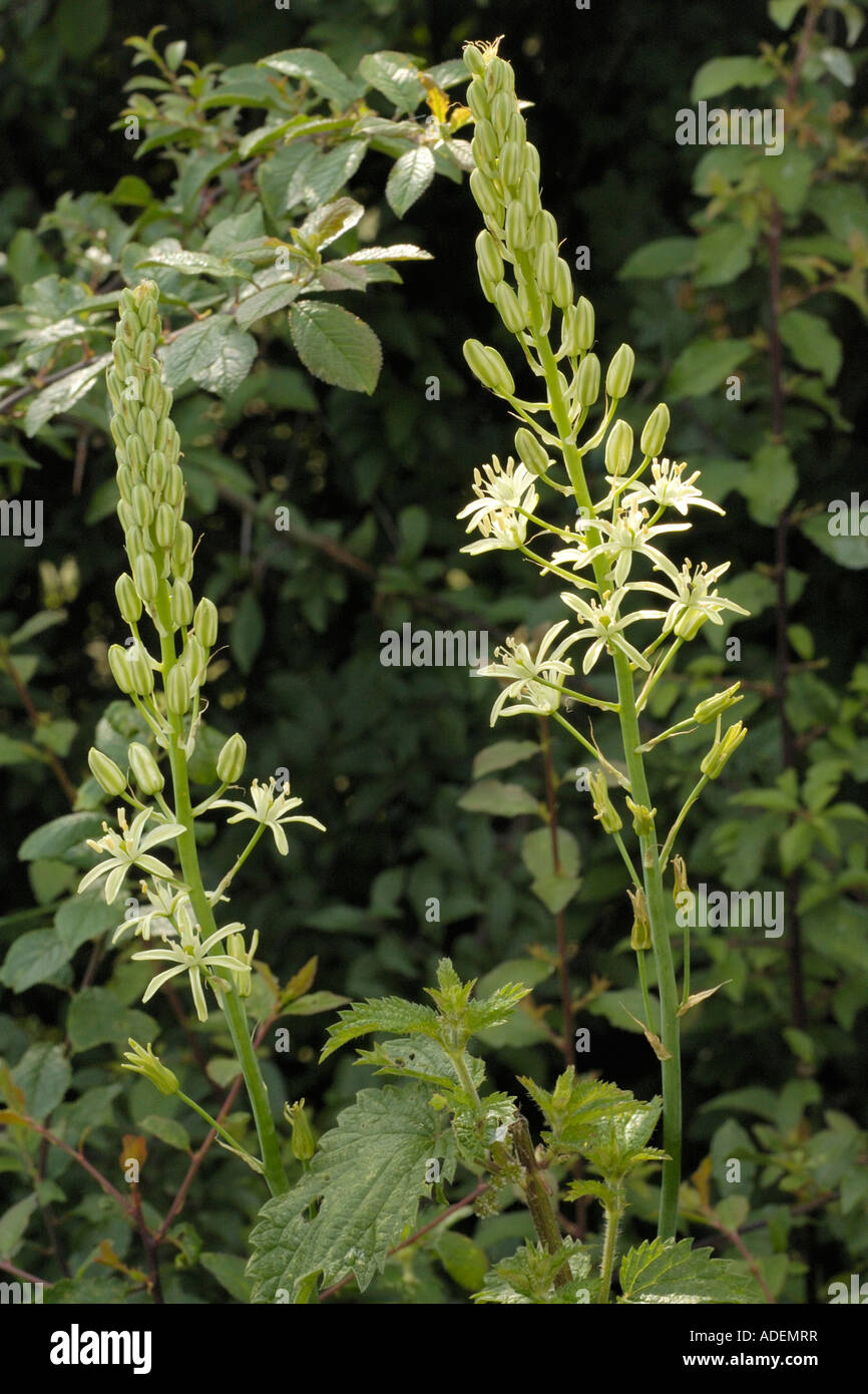 Spiked star of bethlehem hi-res stock photography and images - Alamy