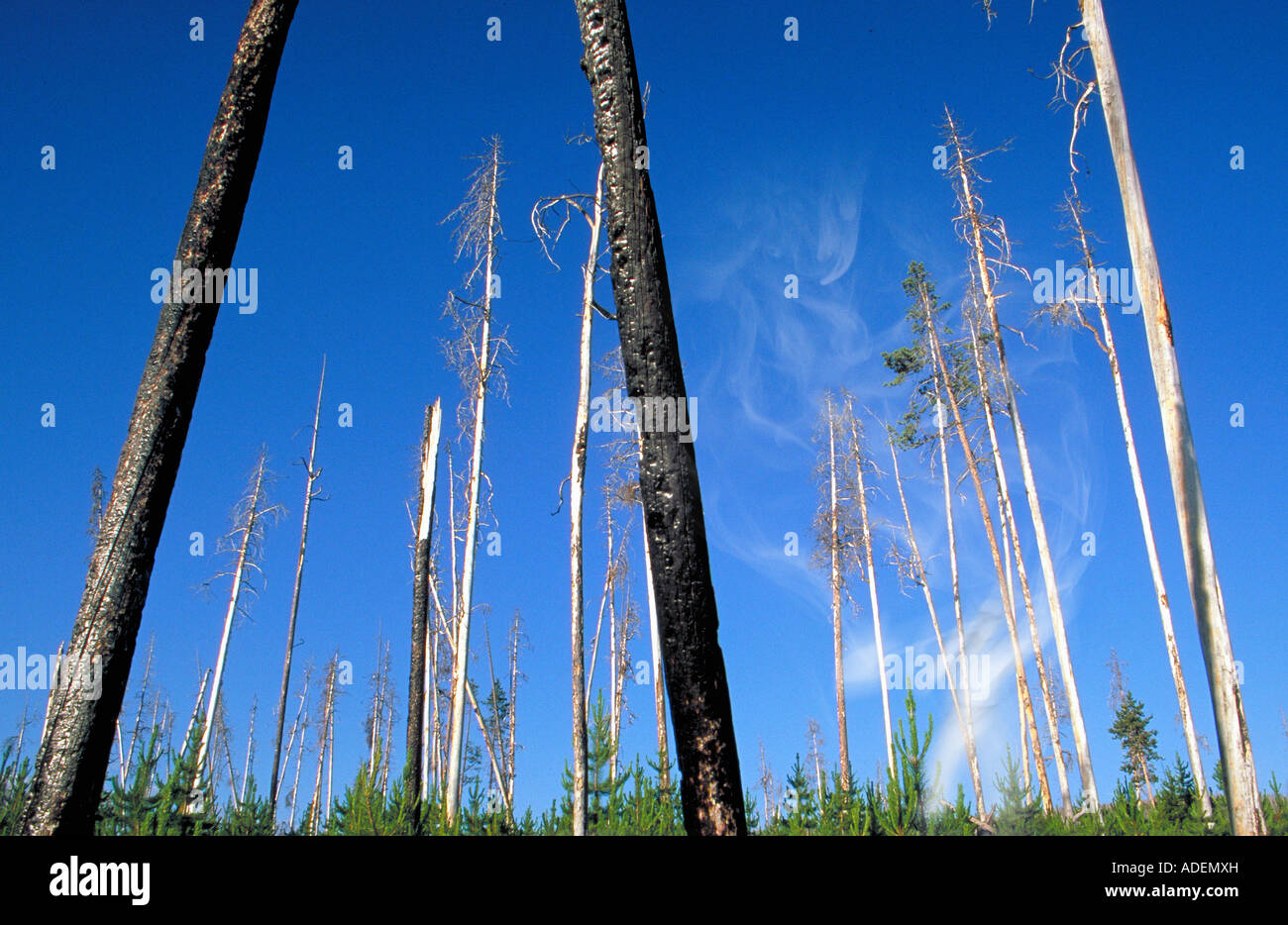 Forest fire fireman ghost Stock Photo - Alamy