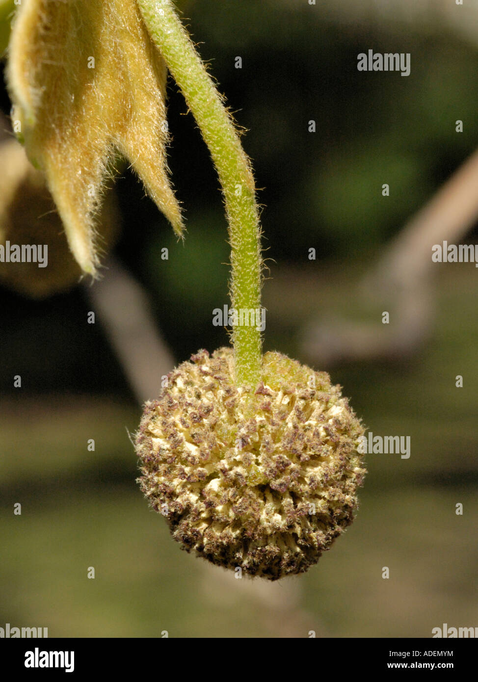 Oriental Plane, male flower, Platanus orientalis Stock Photo - Alamy