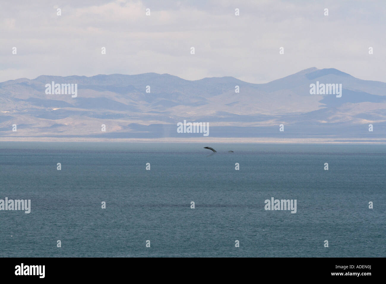Morag lake monster hi-res stock photography and images - Alamy