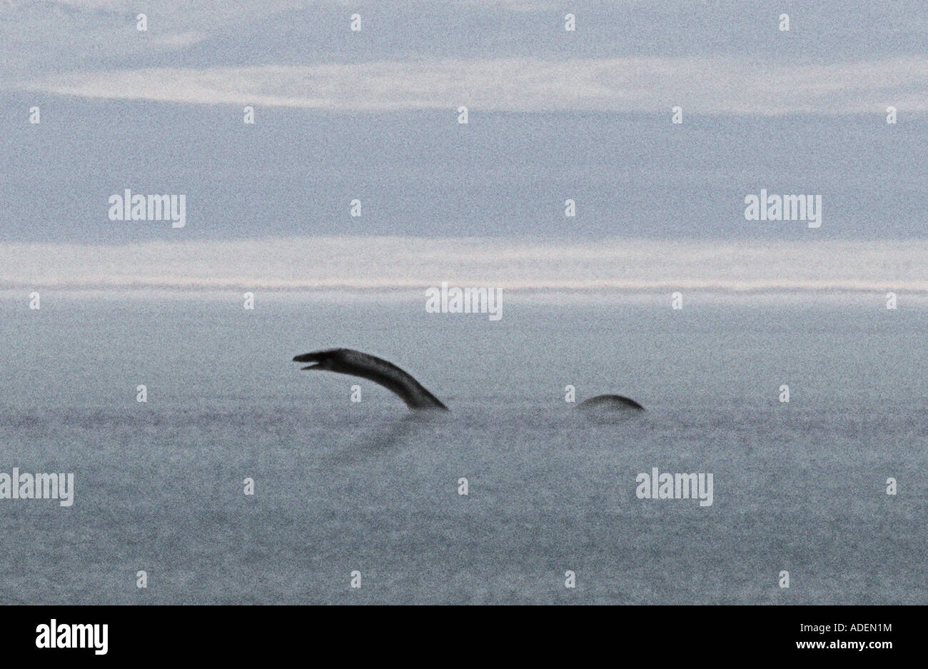 Morag monster hi-res stock photography and images - Alamy