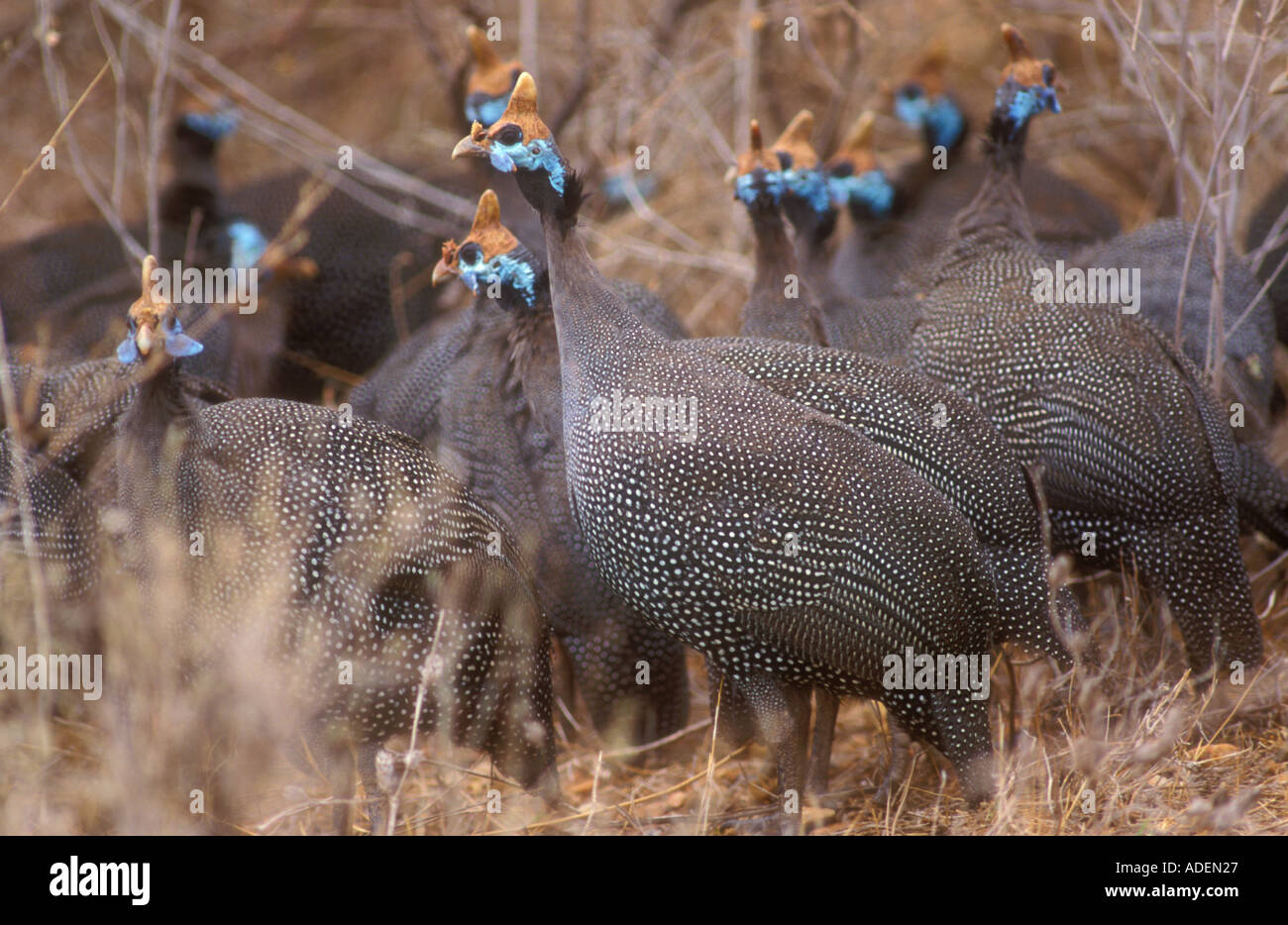 Helmeted Guineafowl in dry bush Stock Photo - Alamy