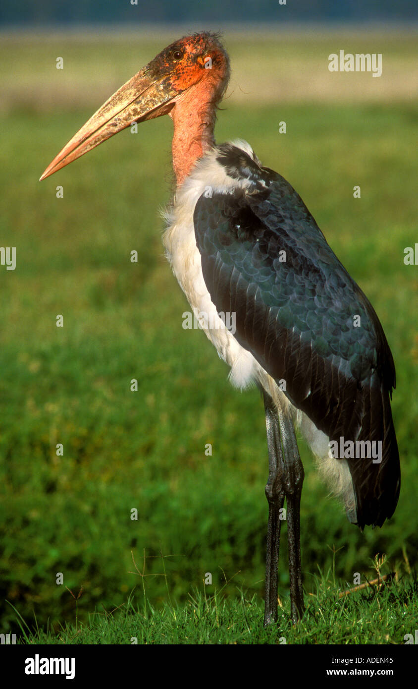 Marabou Stork a close up portrait Stock Photo - Alamy