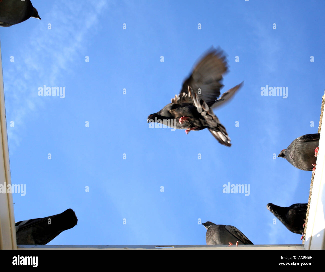 Pigeons flying london hi-res stock photography and images - Alamy
